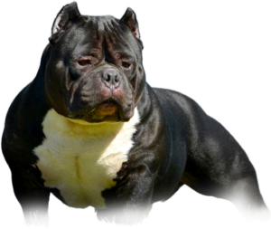 BULLMASTER SUPER PREMIUM – HIGH ENERGY DOG FOOD